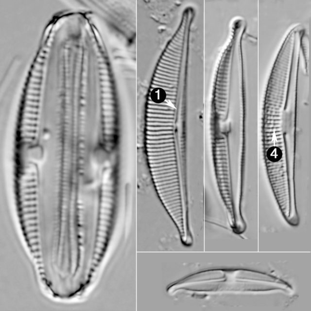 Halamphora | Genera - Diatoms of North America