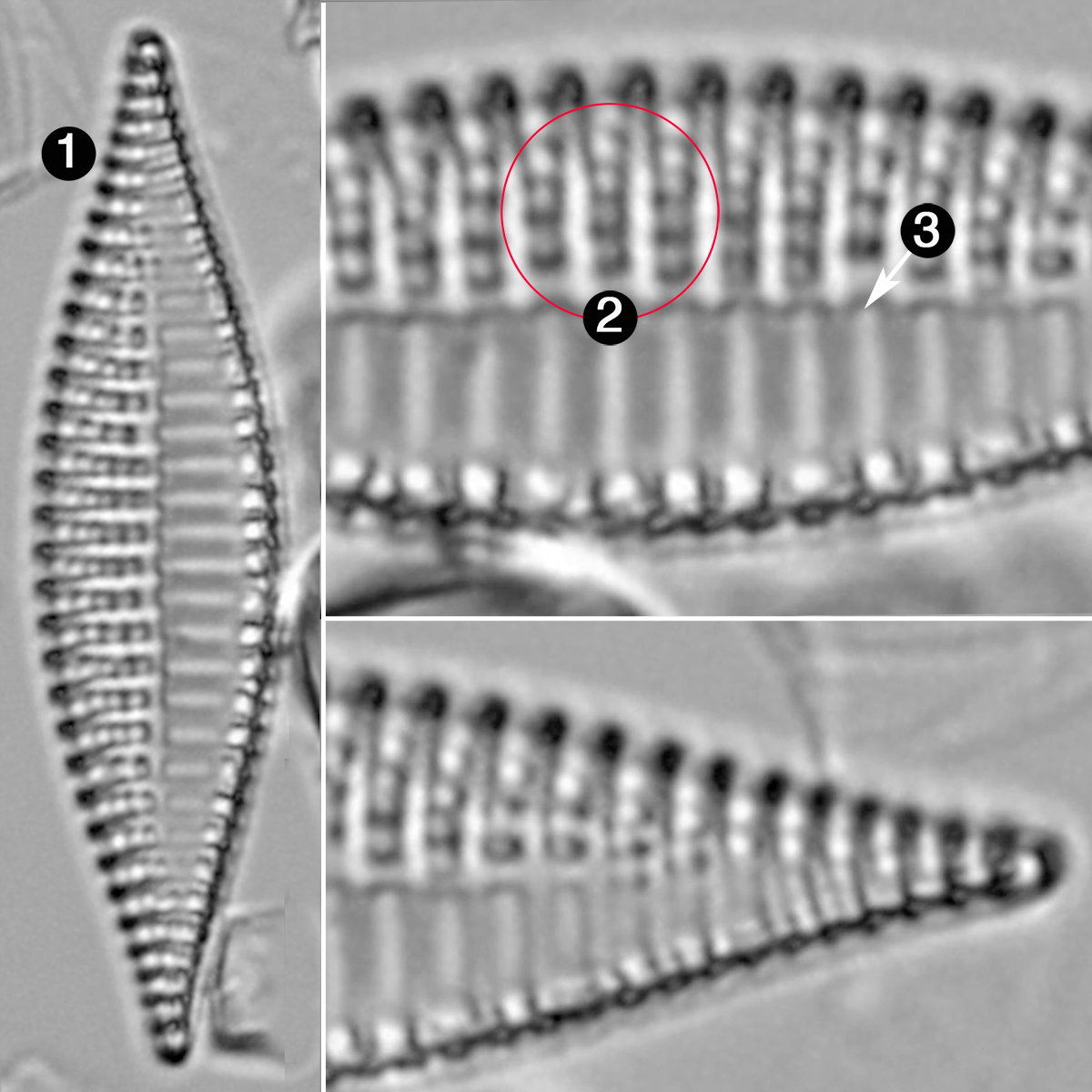 Image Tryblionella_lanceola_guide.jpg | Species - Diatoms of North America